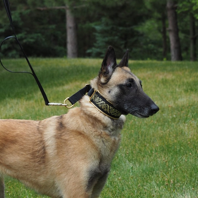 Custom & Creative Dog Collars - Hidden Prong and Flat – Keeper Collars