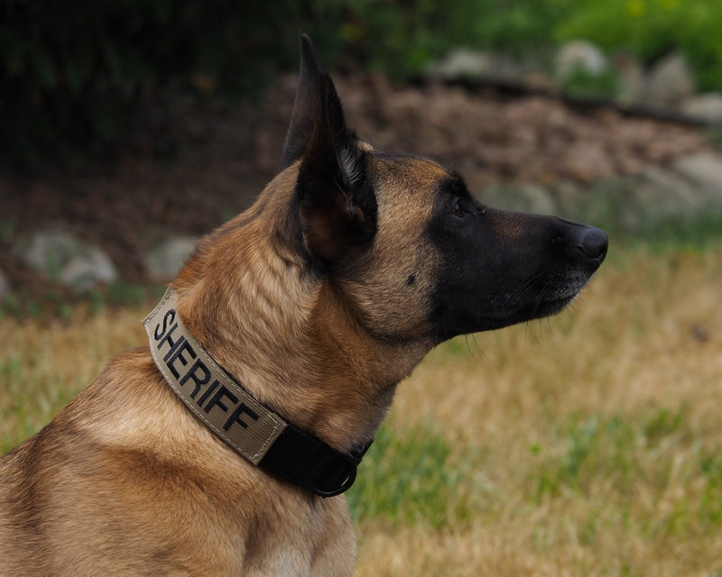 Custom & Creative Dog Collars - Hidden Prong and Flat – Keeper Collars