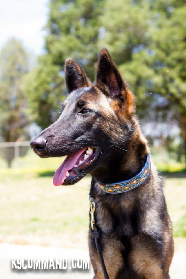 Gallery – Keeper Collars