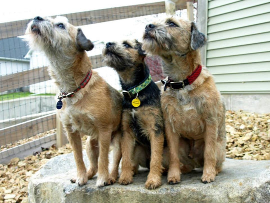 Dog Gallery 1 – Keeper Collars