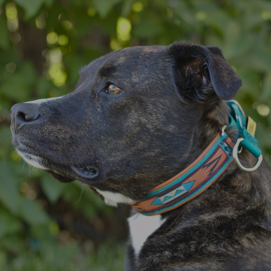 Dog Collars – Keeper Collars