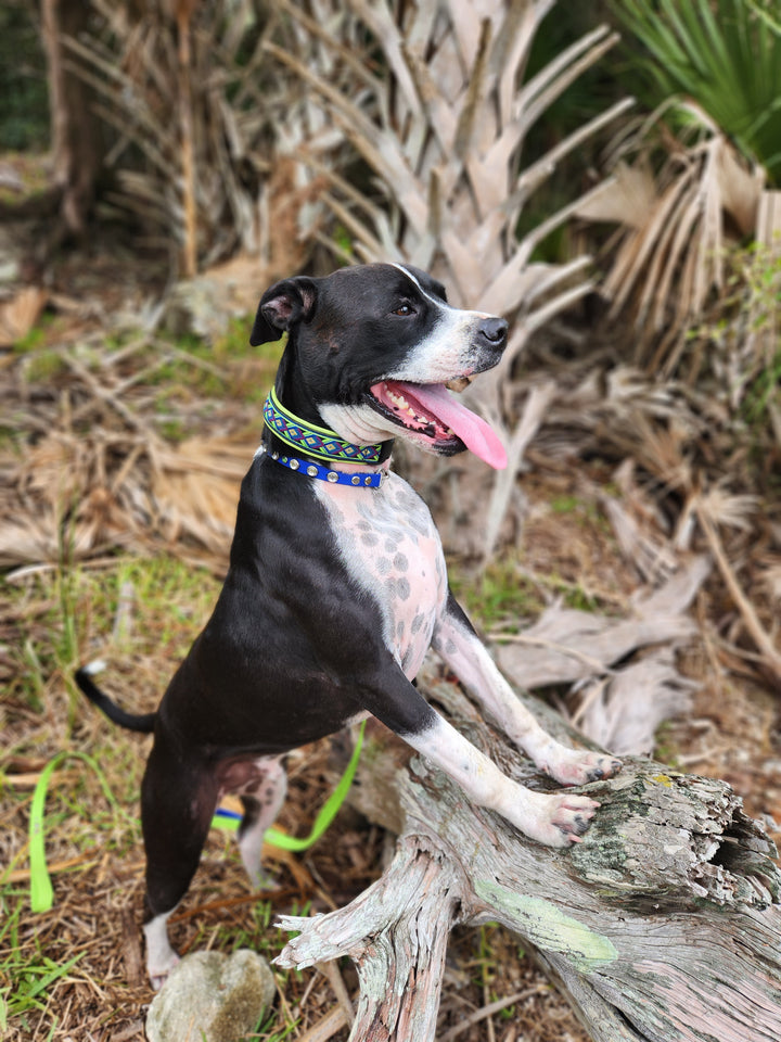 Gallery – Keeper Collars