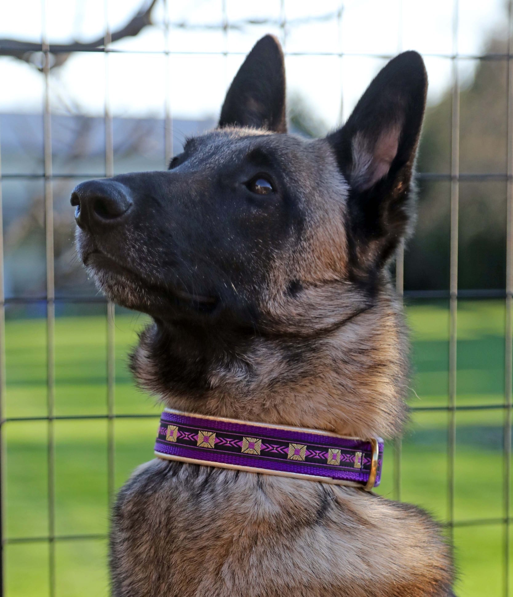 Dog Collars – Keeper Collars