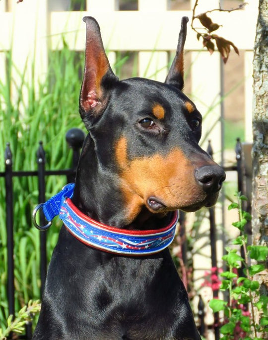 Gallery – Keeper Collars