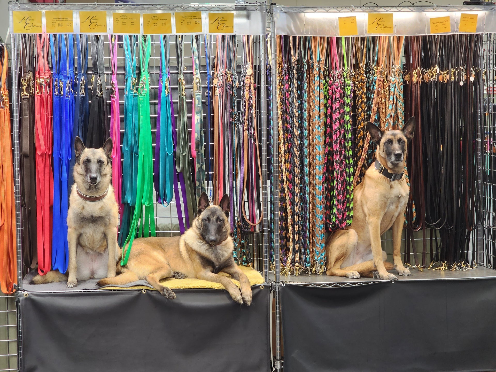 Dog Collars – Keeper Collars