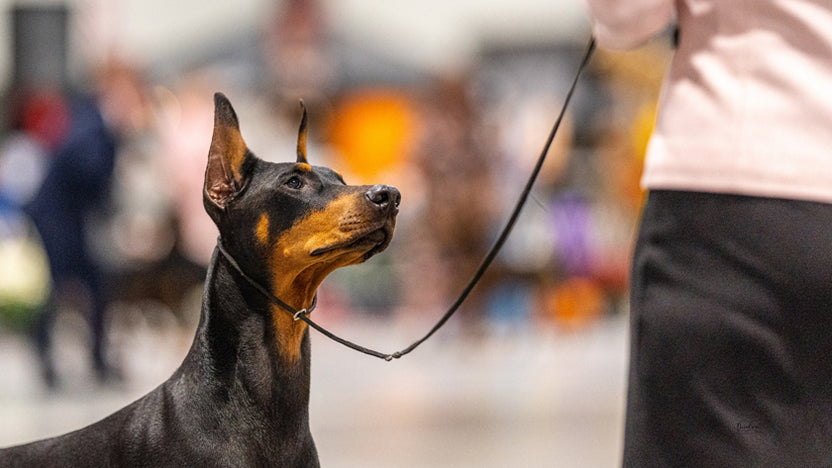 Dog Collars – Keeper Collars