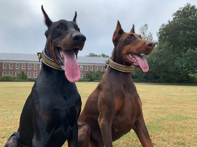 Dog Gallery 1 – Keeper Collars