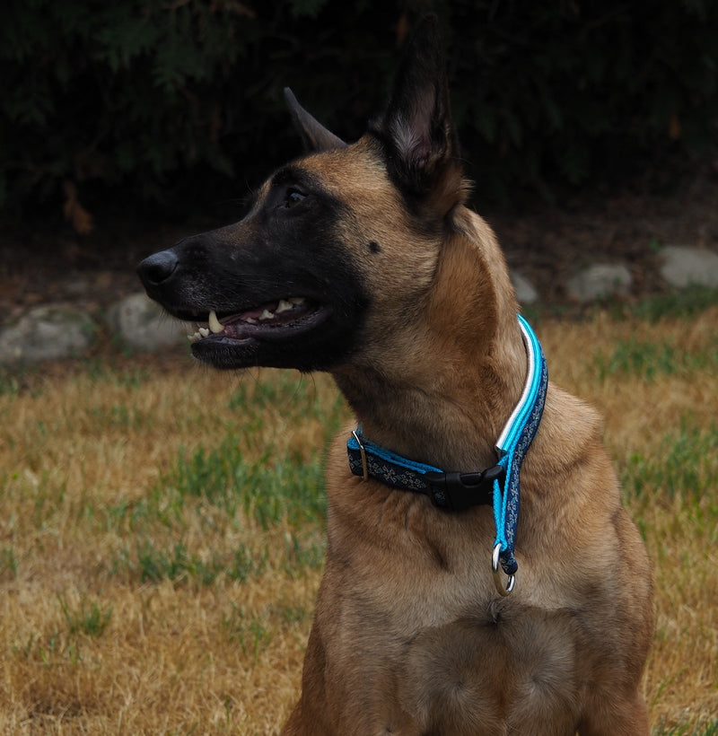 Gallery – Keeper Collars