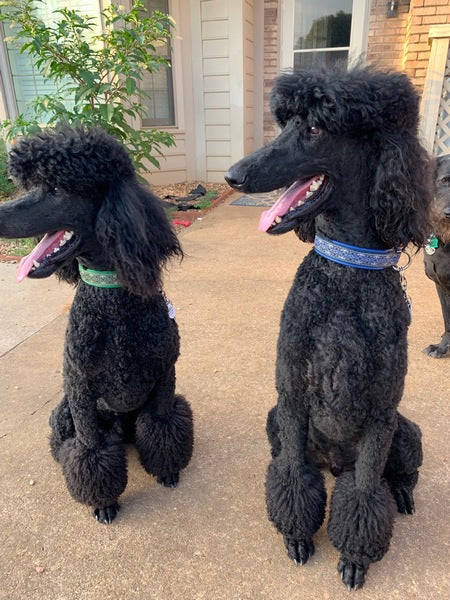 Dog Gallery 1 – Keeper Collars