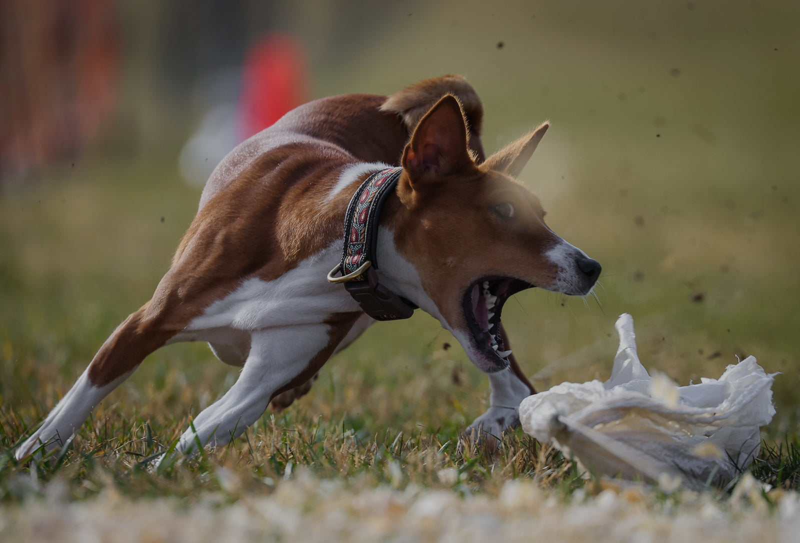 Custom & Creative Dog Collars - Hidden Prong and Flat – Keeper Collars