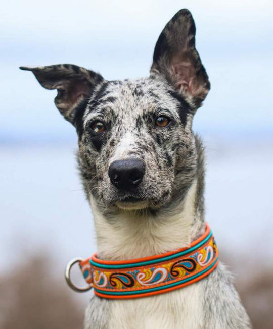 Gallery – Keeper Collars