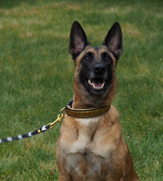 Gallery – Keeper Collars