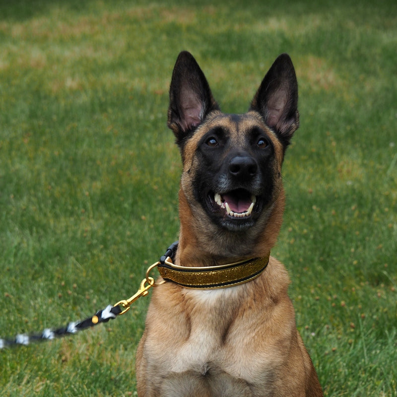 Dog Collars – Keeper Collars