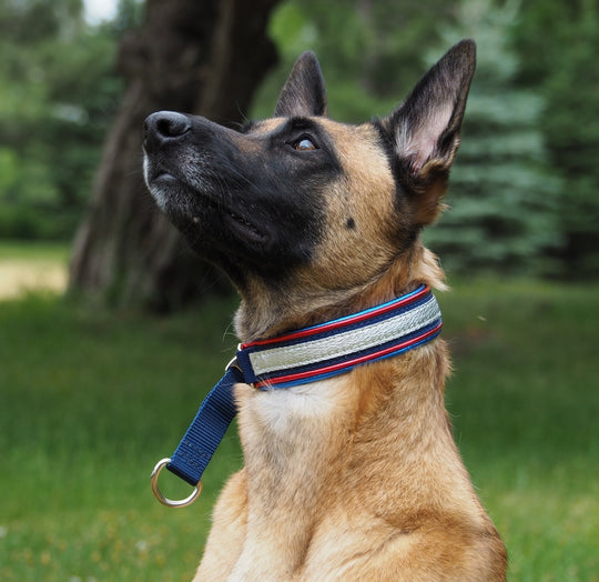 Dog Gallery 1 – Keeper Collars