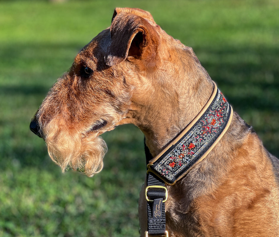 Dog Collars – Keeper Collars