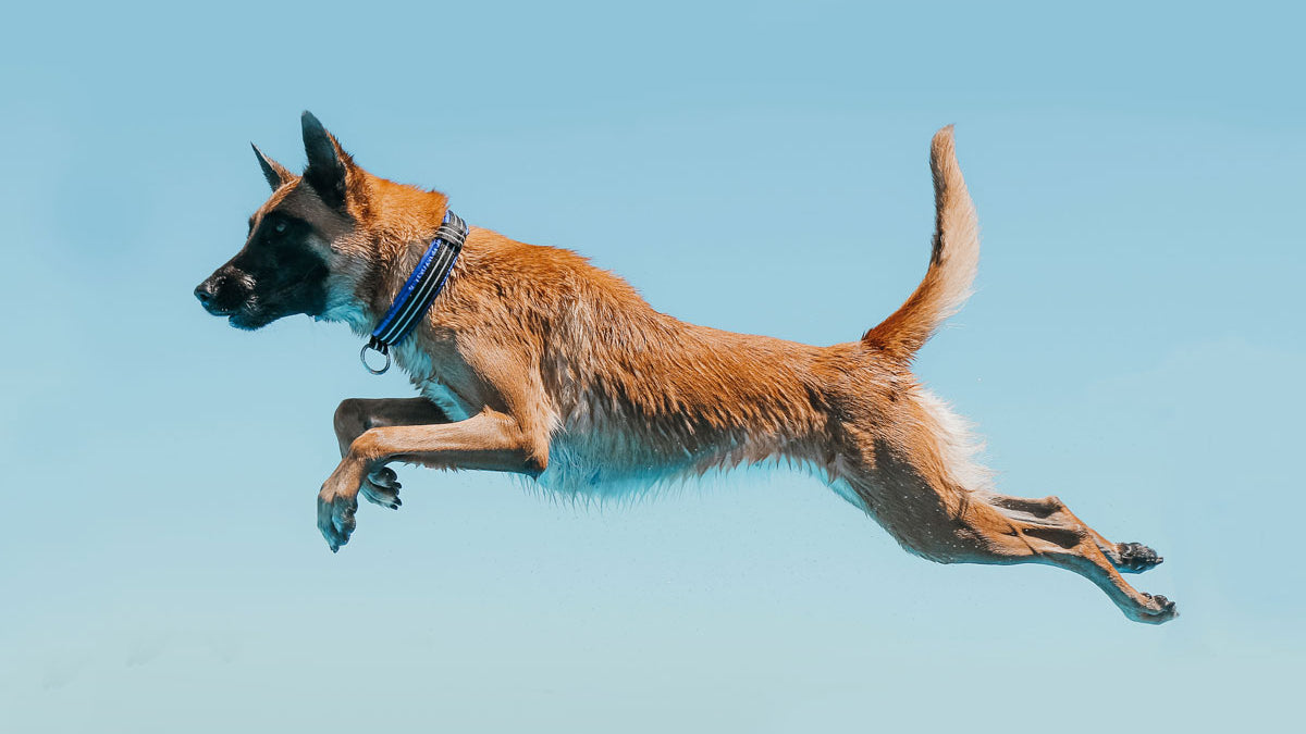 Dog Collars – Keeper Collars