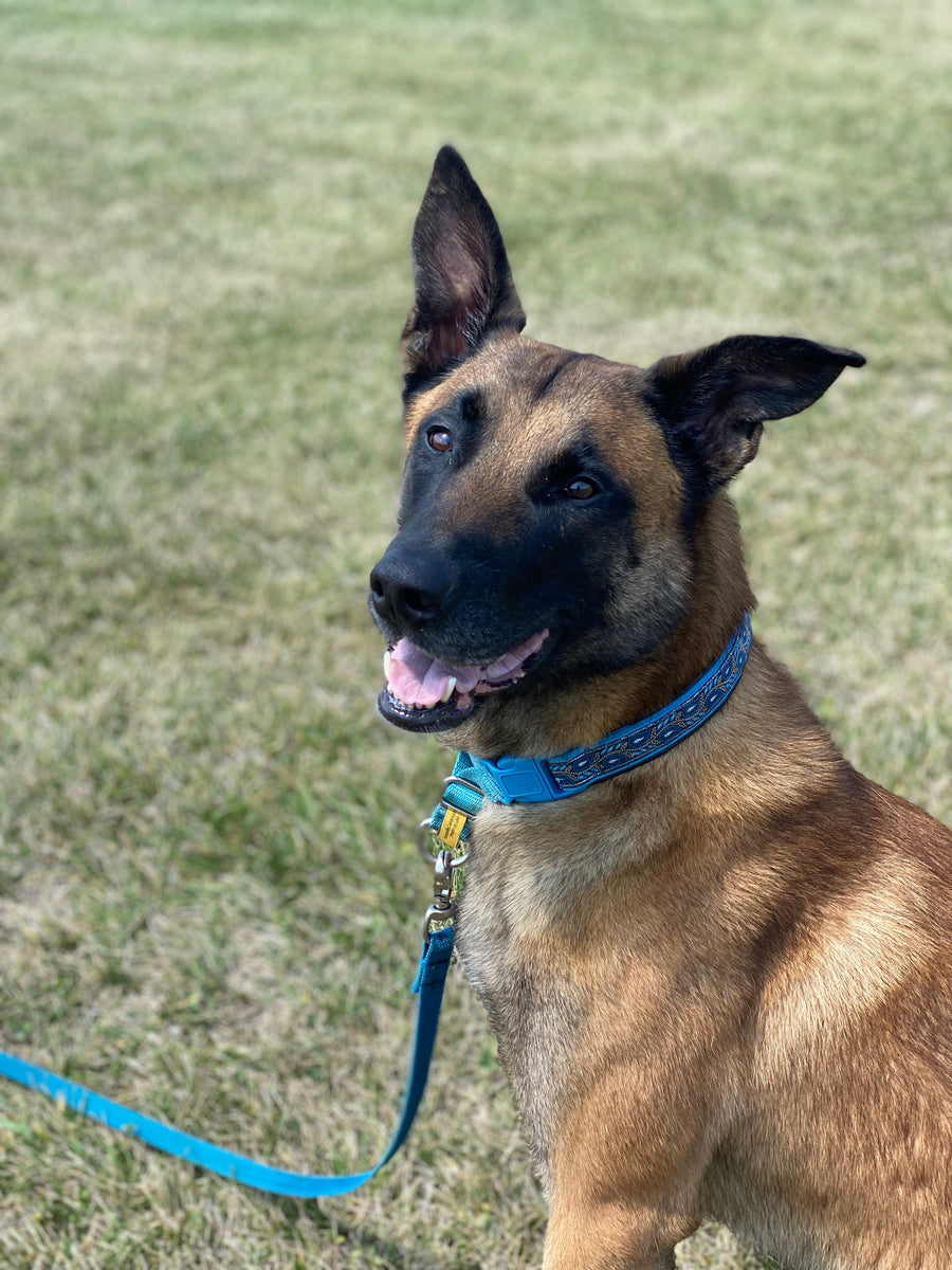 Gallery – Keeper Collars